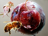 Apis pilosis, 2010 – Anne Middleton